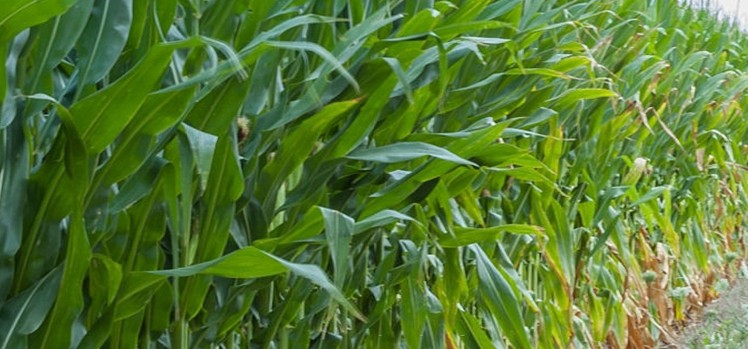 Maíz ForrajeroZas 197 F1 – Life Seed